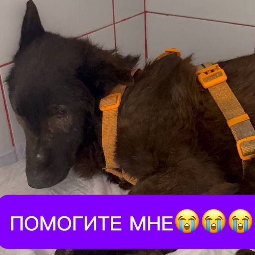 Взрослый пёс в добрые руки