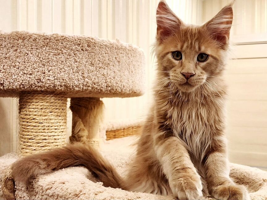Котенок мейн кун из питомника Fiery Friend