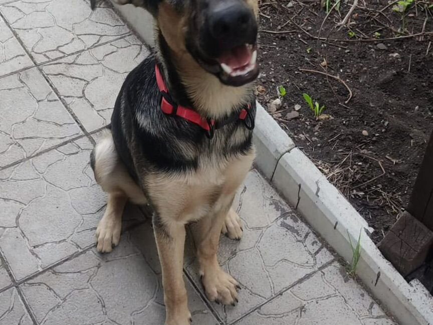 Щенок в добрые руки