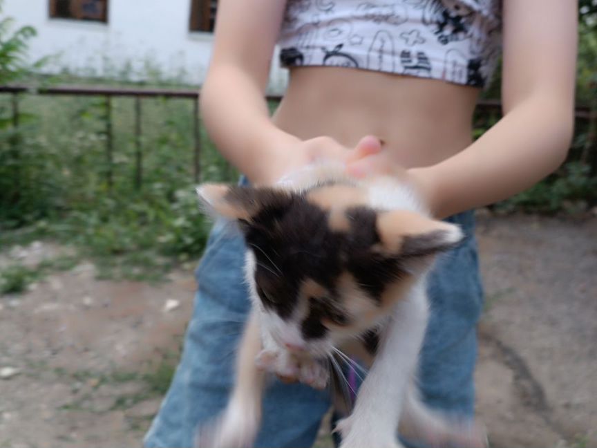 Кошка дворняжка,котёнок,котёнок в добрые руки