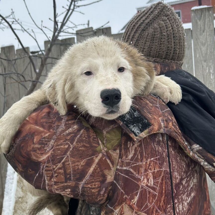 Щенок в добрые руки