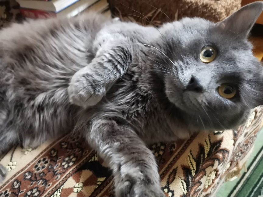 Кот