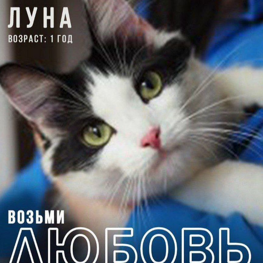 Луна ищет дом