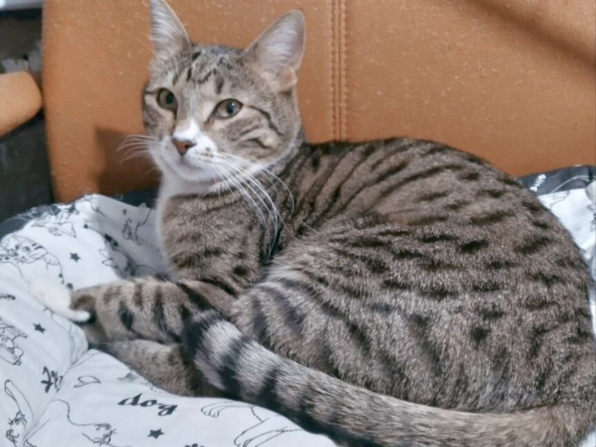 Ласковый, полосатый котик
