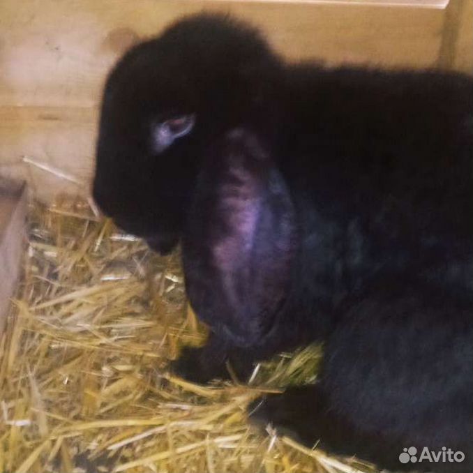 Французский баран крольчиха