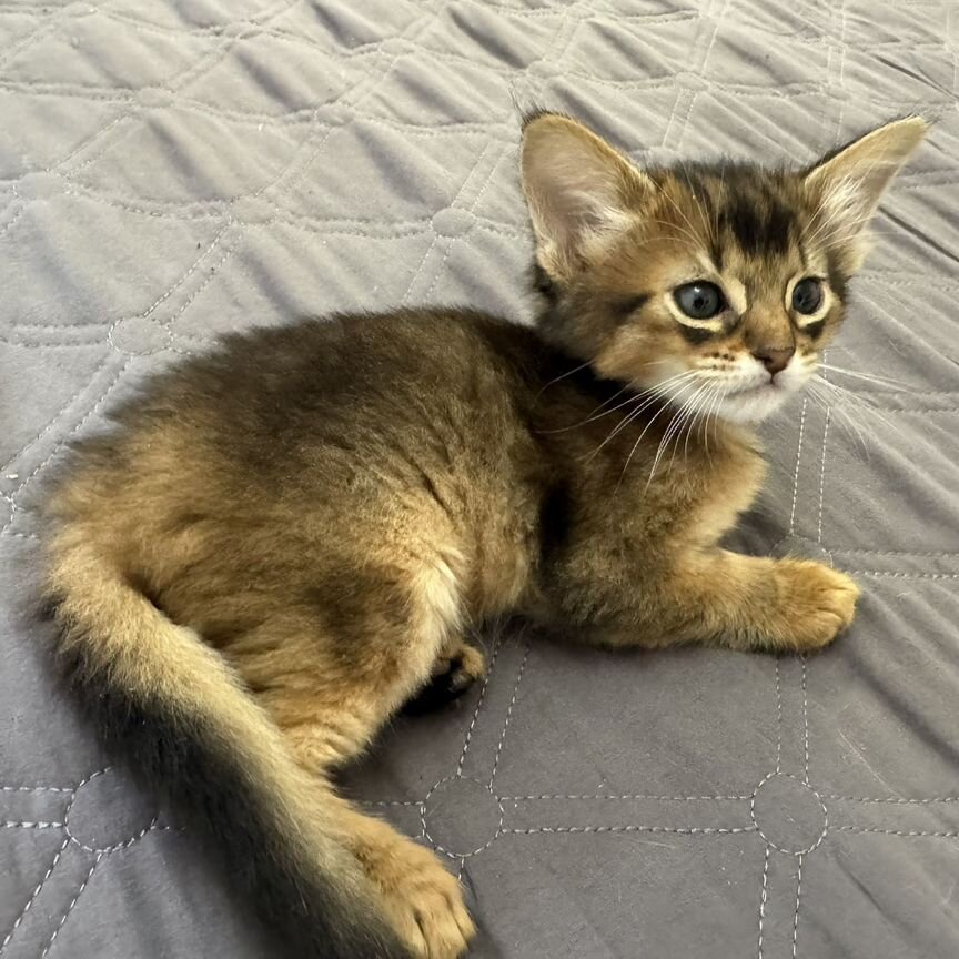 Экслюзивный котенок Сомали