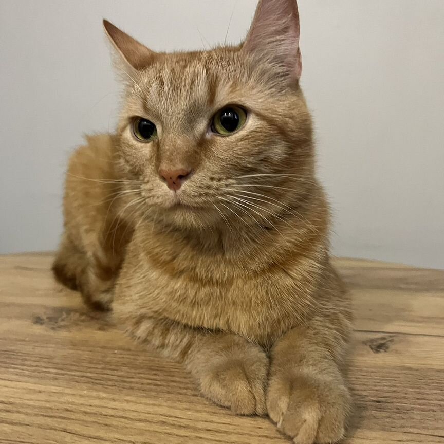 Взрослый кот в добрые руки