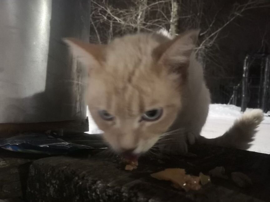 Ласковый котик ищет дом