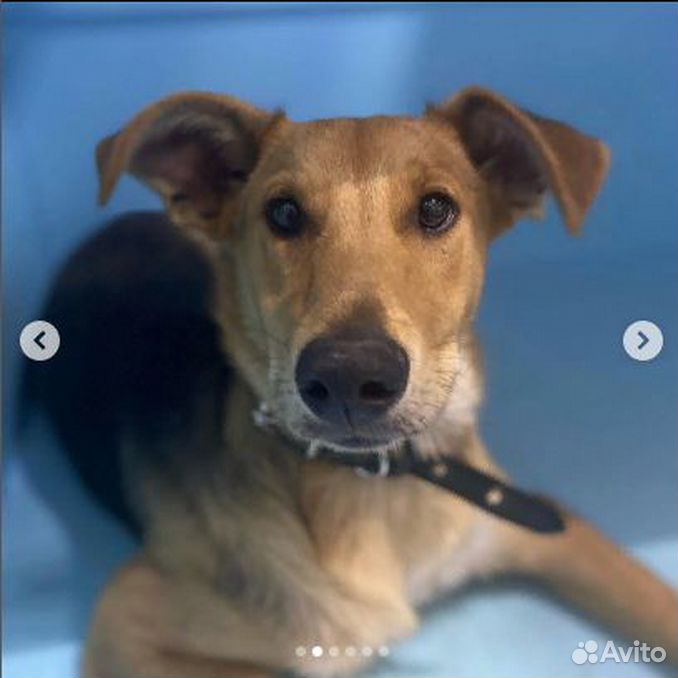 Дружок, самый добрый и ласковый в мире