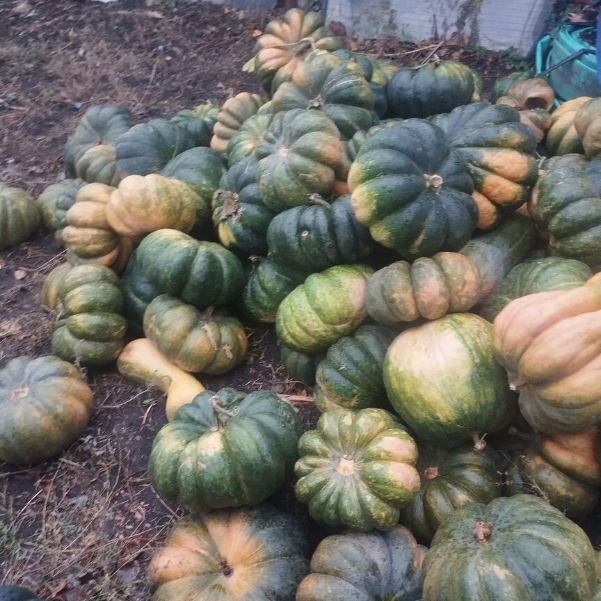 Тыква кормовая