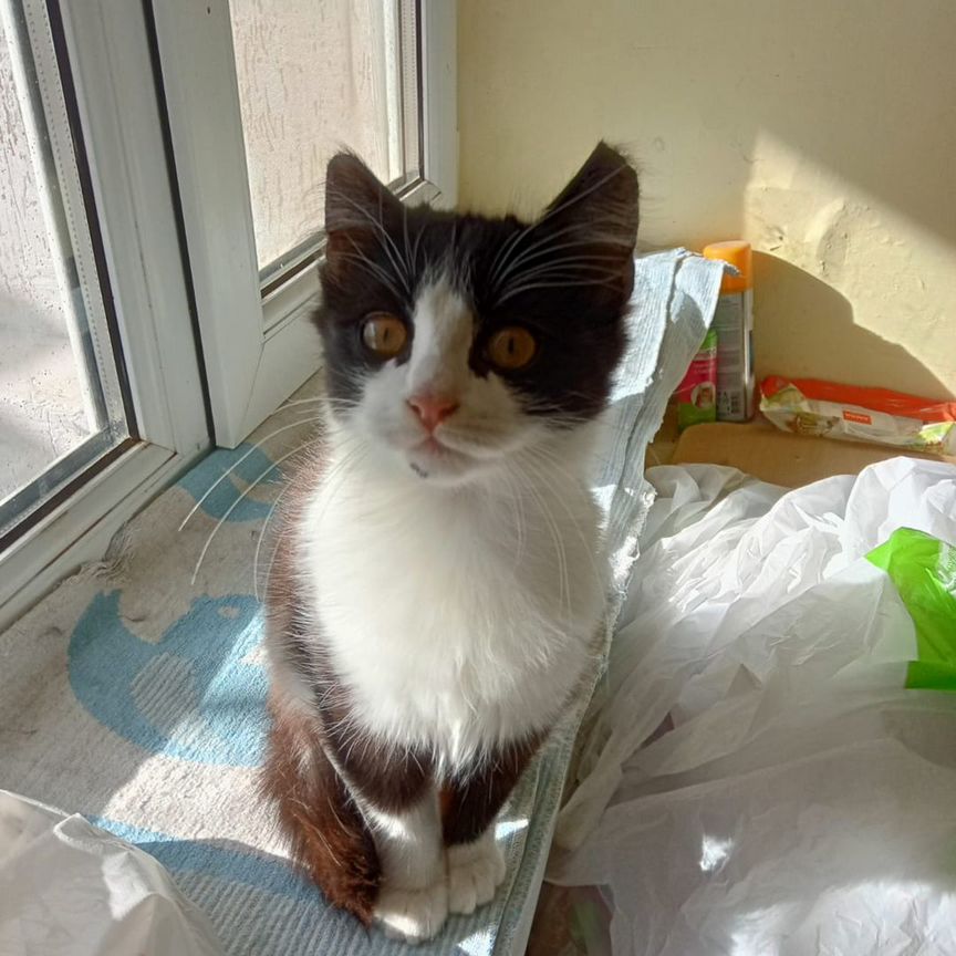 Отдам котёночка