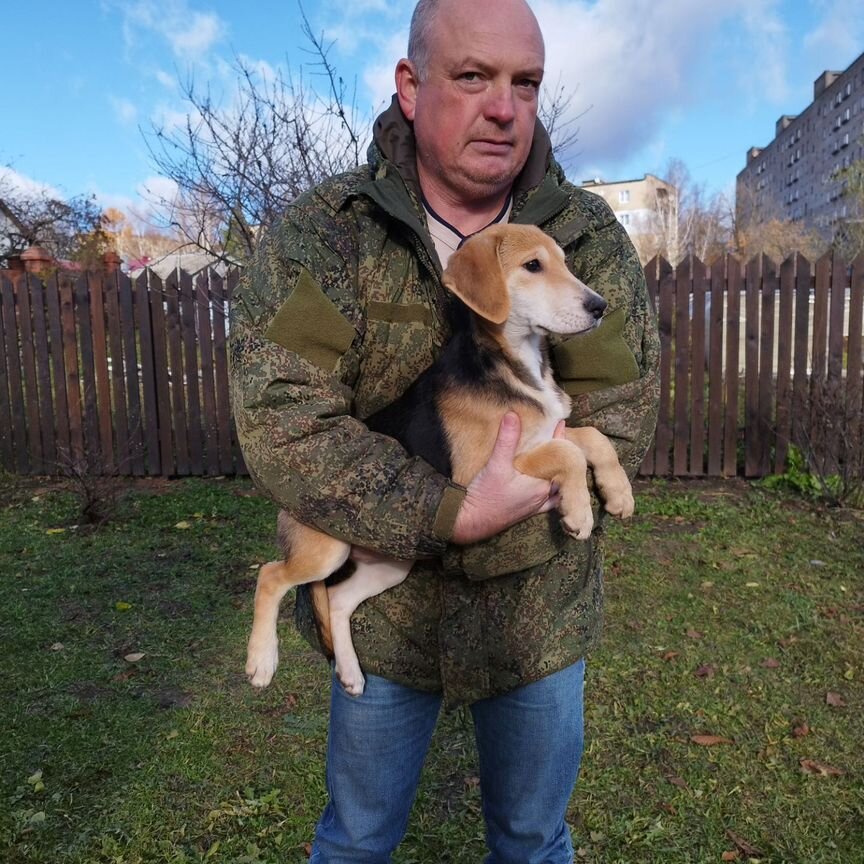 Щенки русской гончей