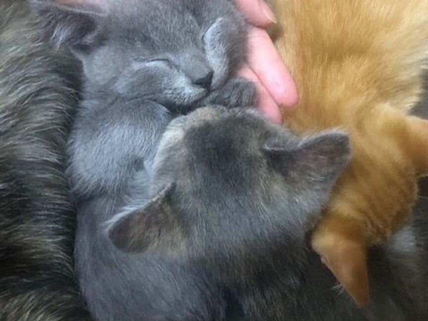 Отдам в добрые руки котят девочек