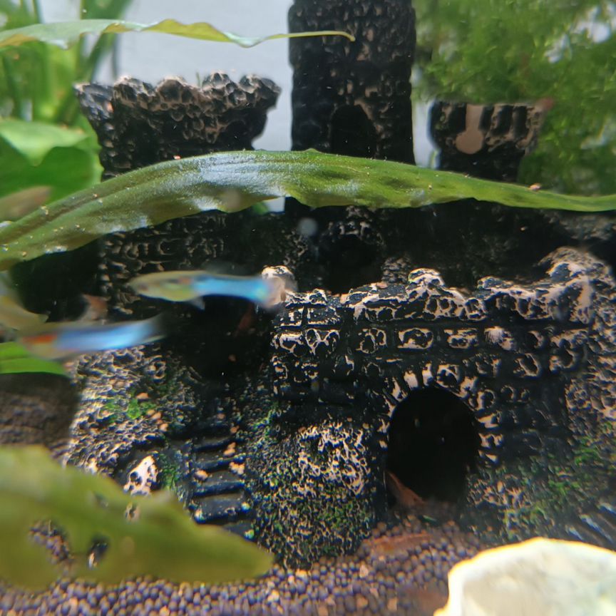 Рыбки гуппи