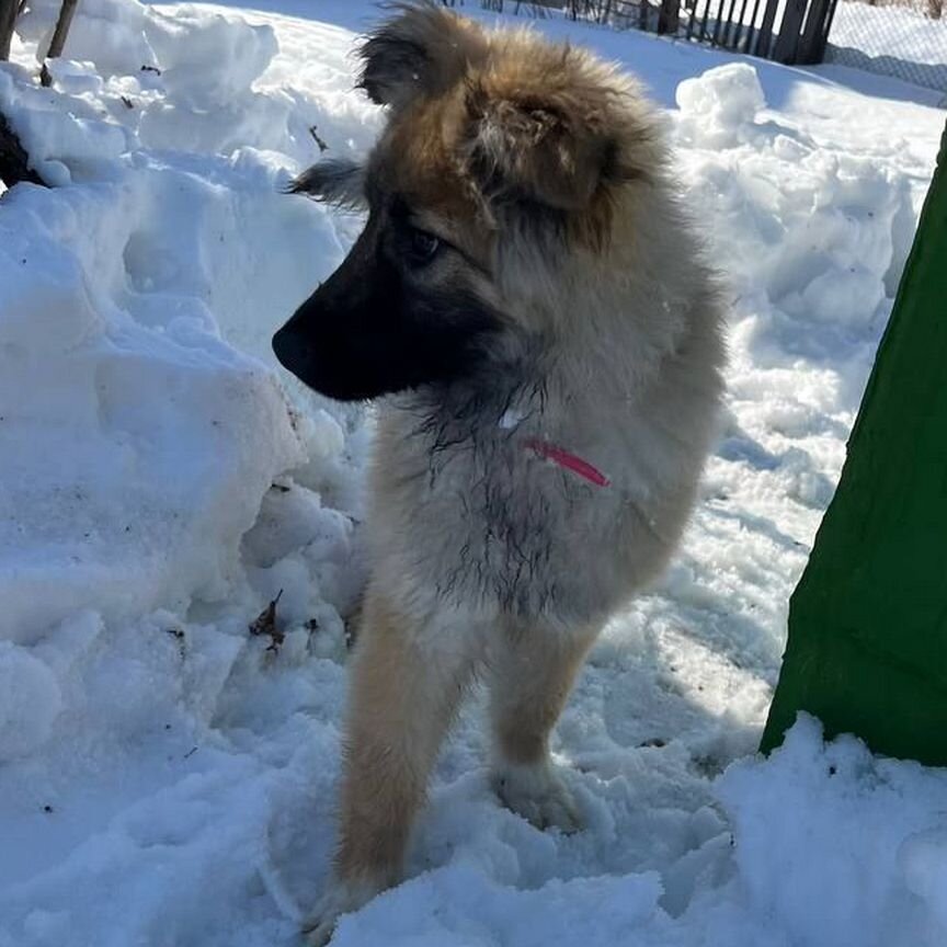 Щенок в добрые руки