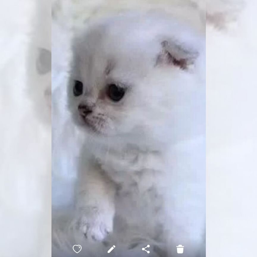 Шотландские вислоухие котята белые