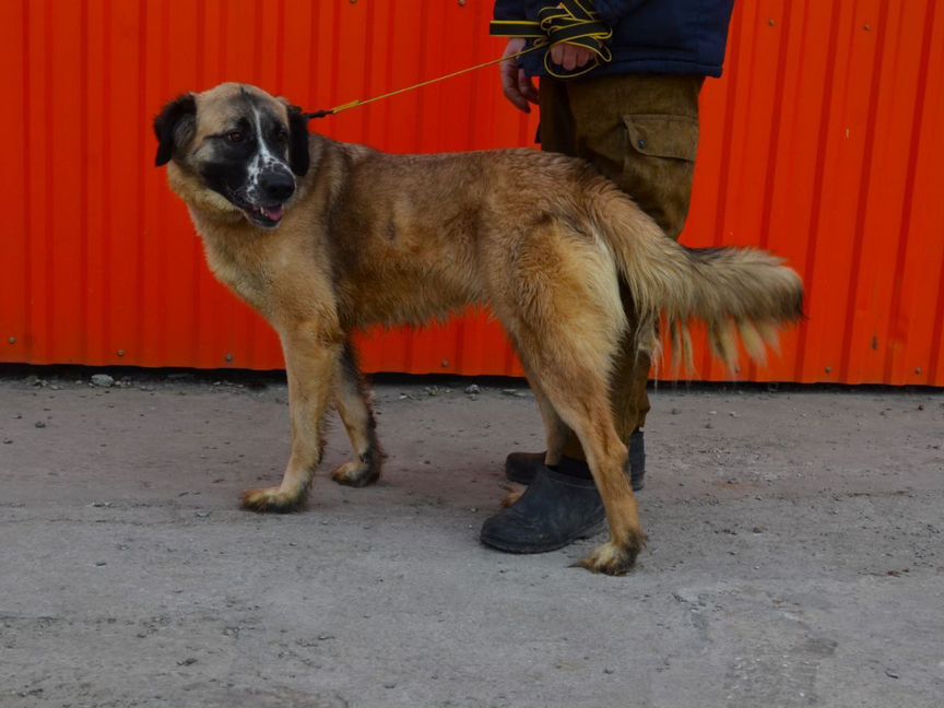 Сербернара/м. сторожевой метис в дар