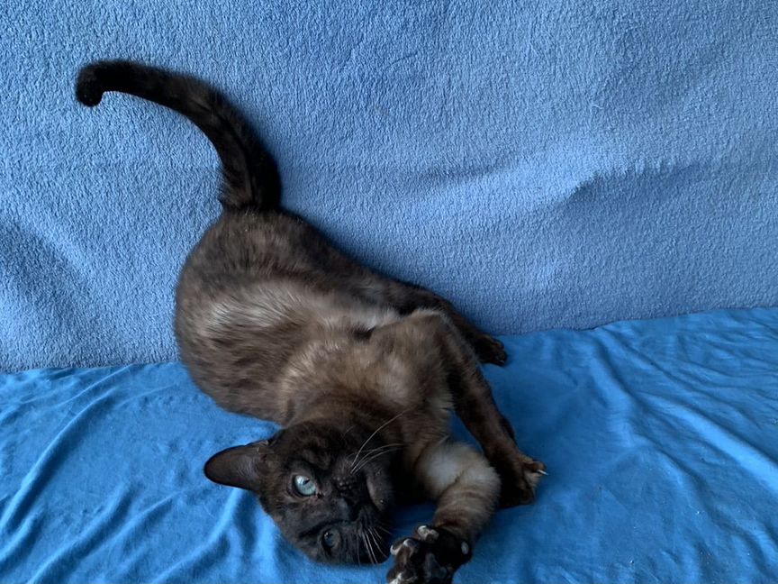 Бенгальска кошечка в редком окрасе