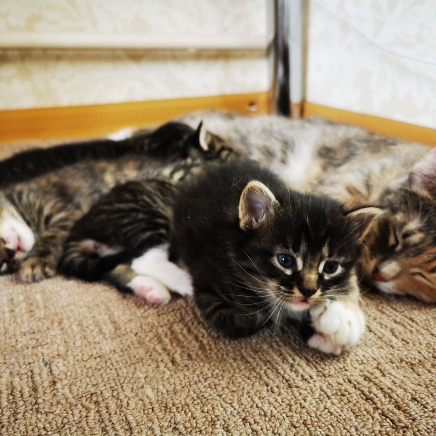 Красивые котята в добрые руки