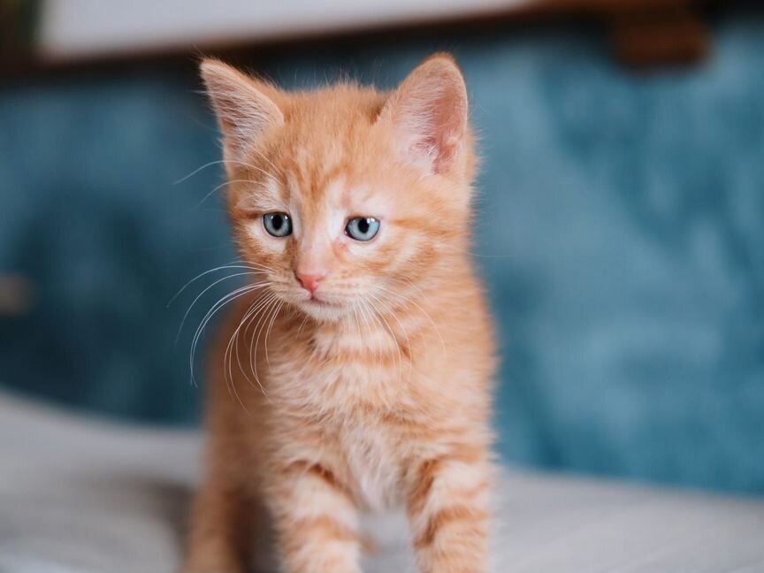 Рыжие котята в добрые руки