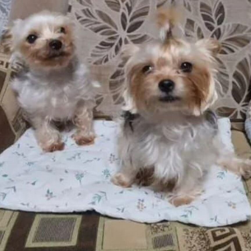 Йоркширский терьер, щенок