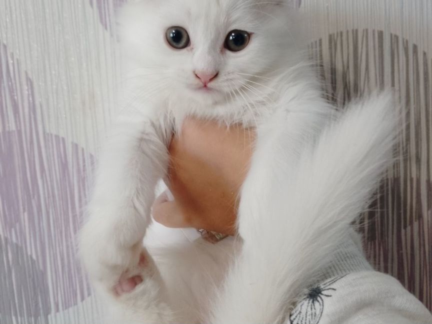 Шотландский вислоухий котенок