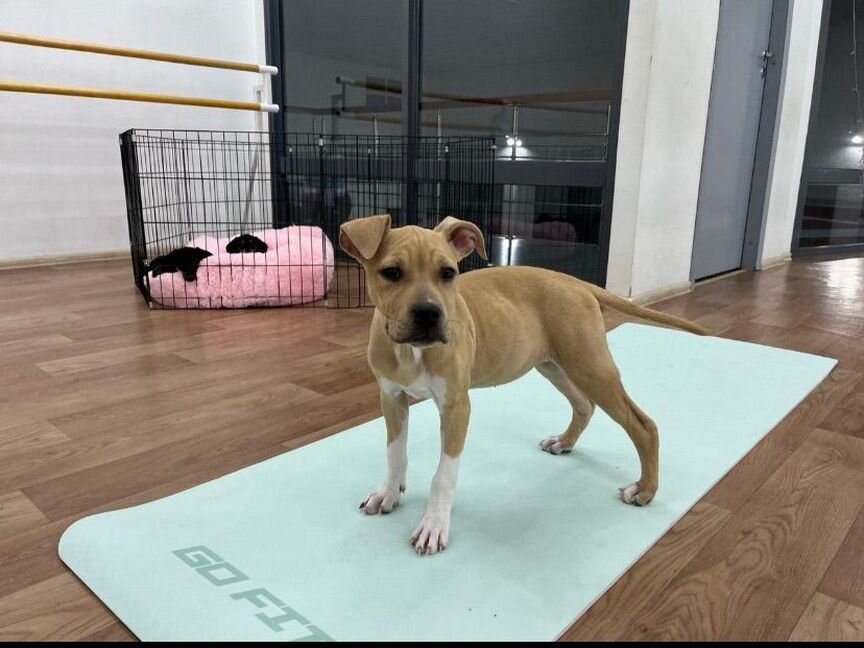 Щенок Амстаффа,сука (есть доставка)