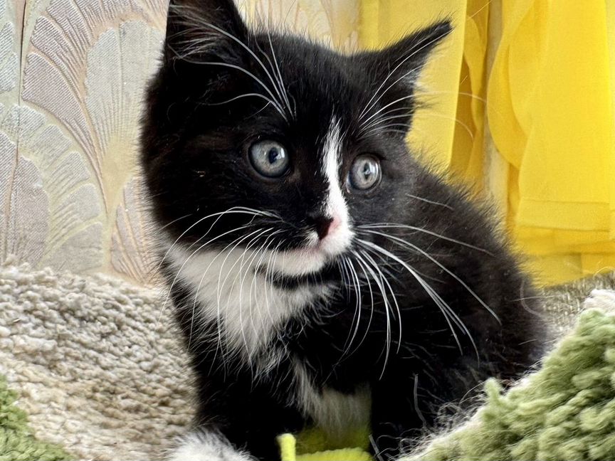 Маленькая принцесса