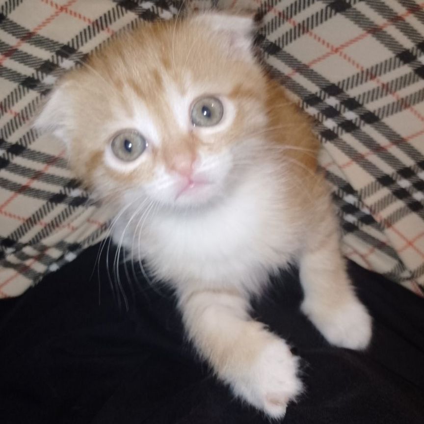 Котята