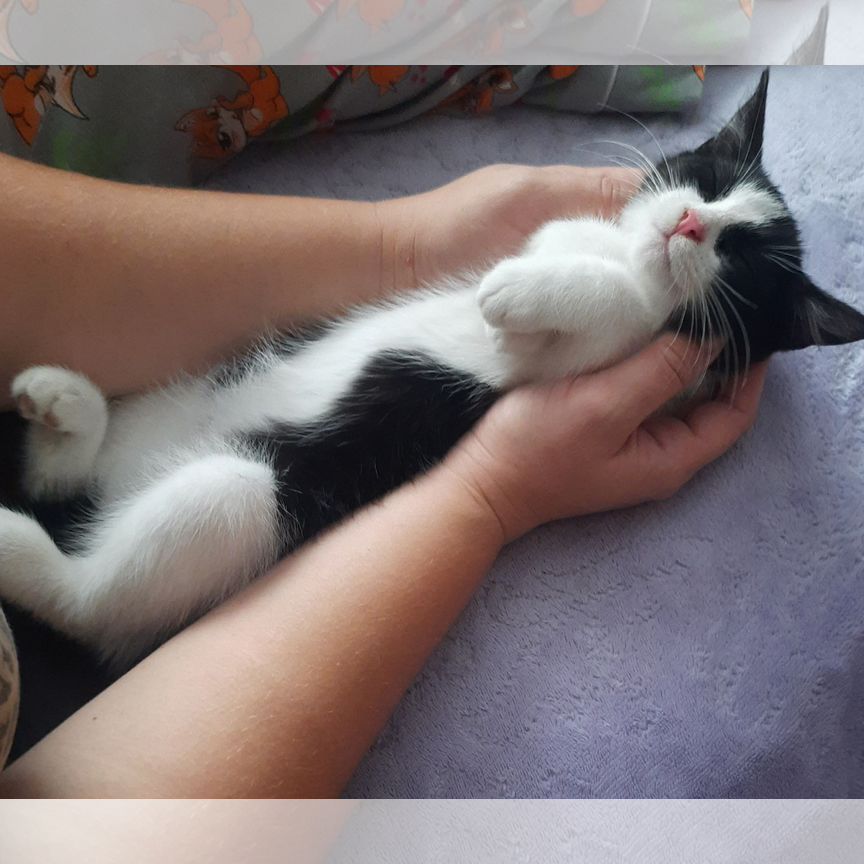 Котёнок "Луня" девочка