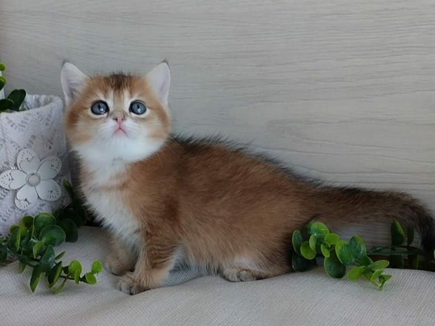 Кошечка скоттишстрайт