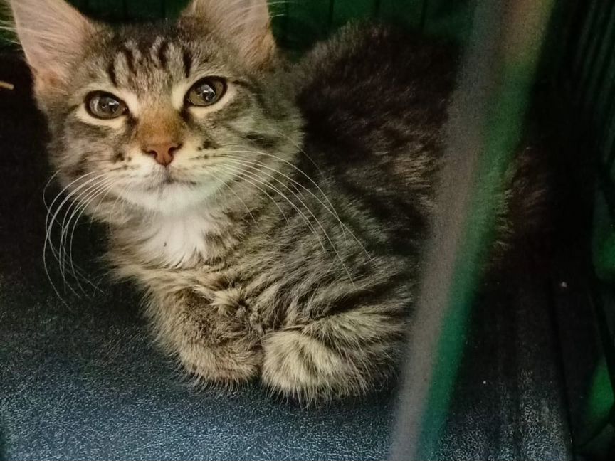 Котенок Кузька ищет дом