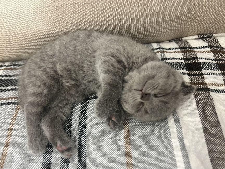 Шотландские вислоухие