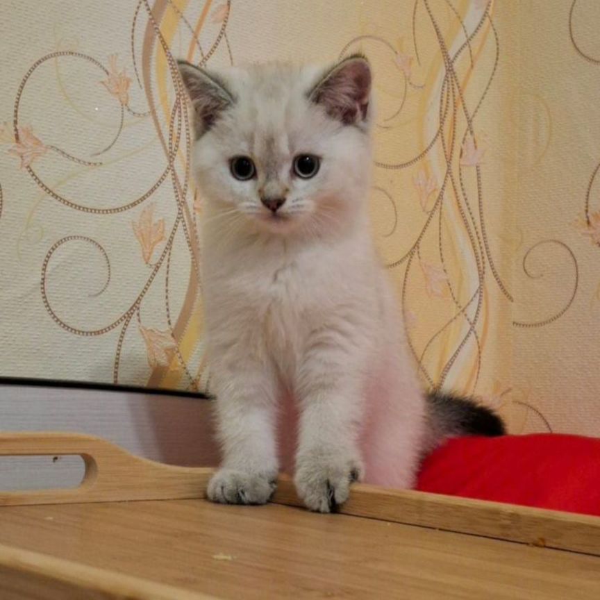 Котята серебристая шиншилла