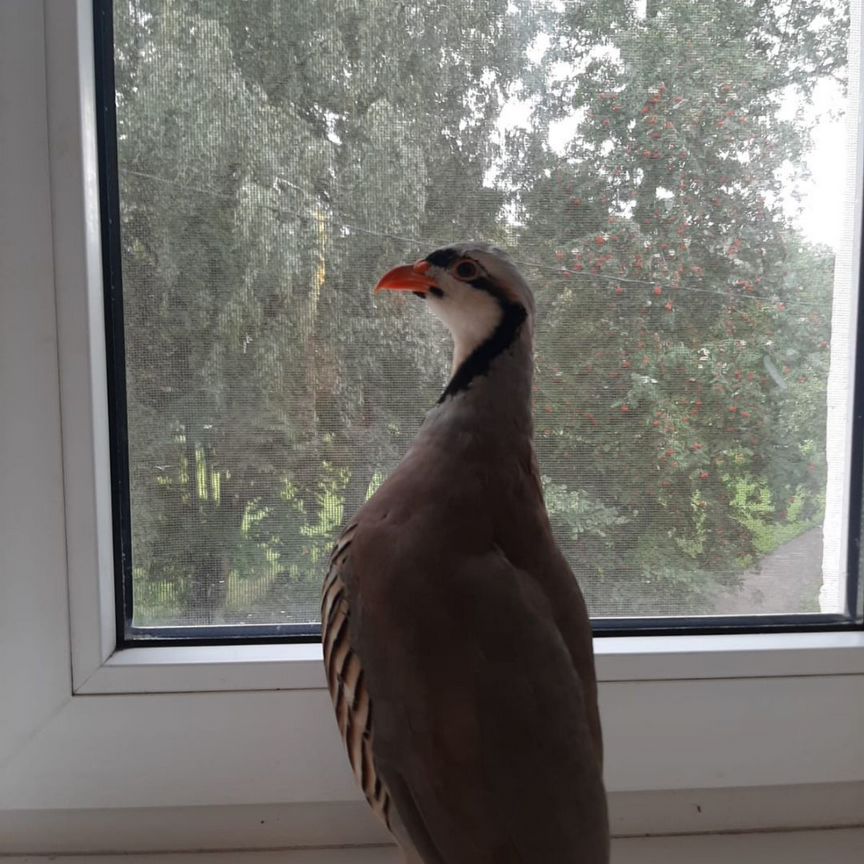 Домашний кеклик