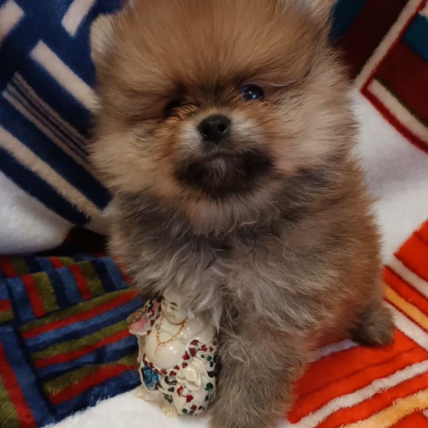 Щенки померанского шпица