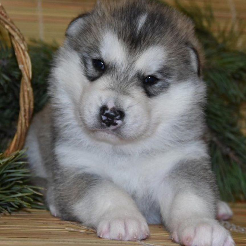 Аляскинский маламут, щенок