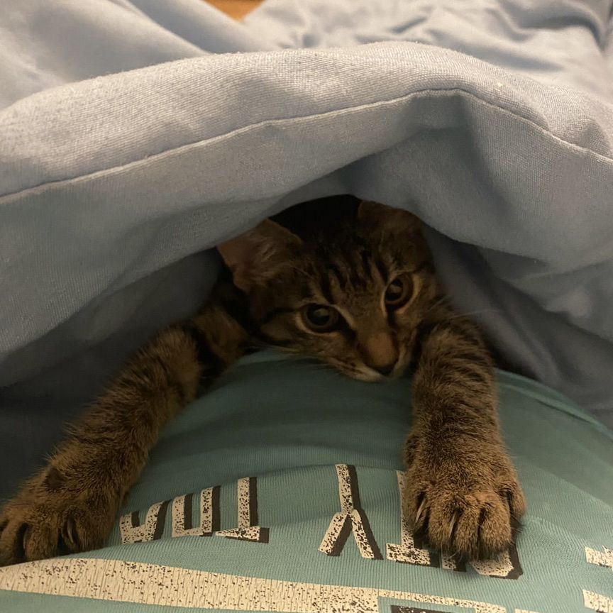 Отдам бесплатно кошку