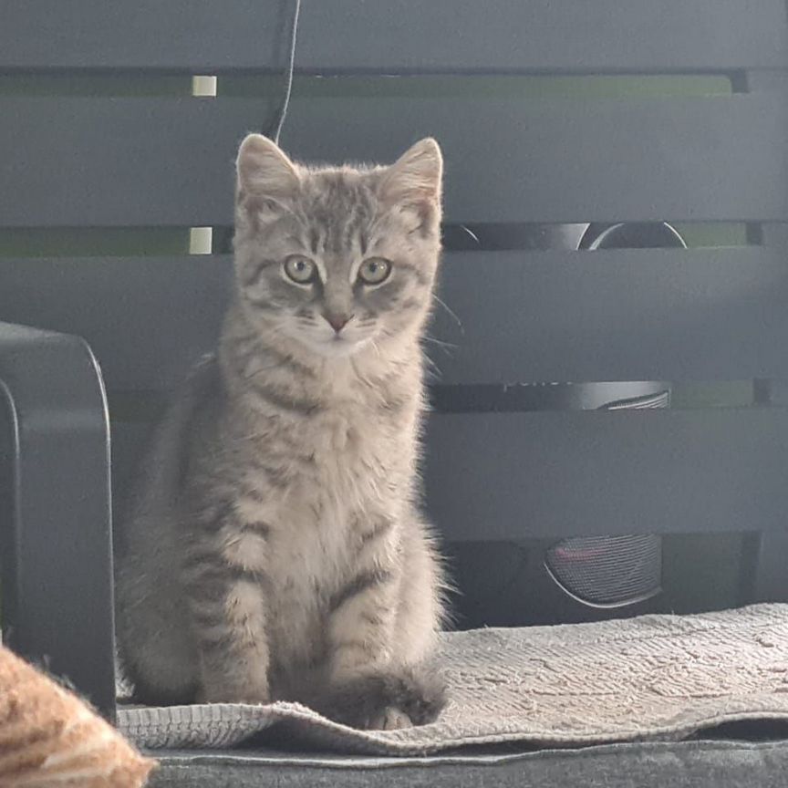 Лучшая кошка