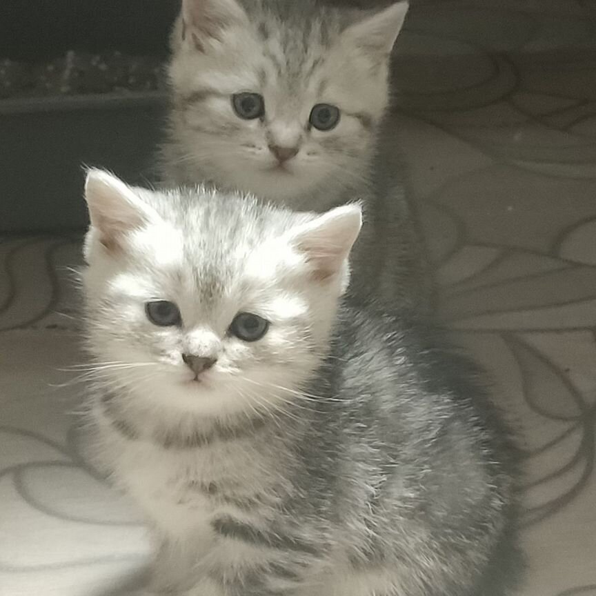 Британские котята