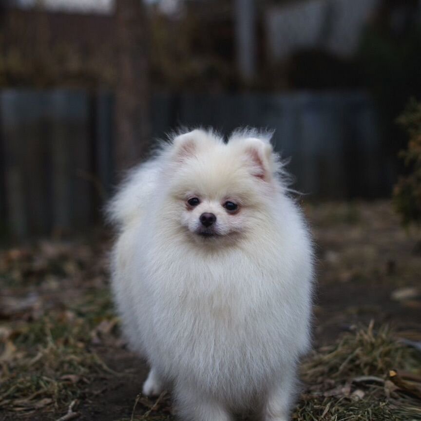 Шпиц мальчик