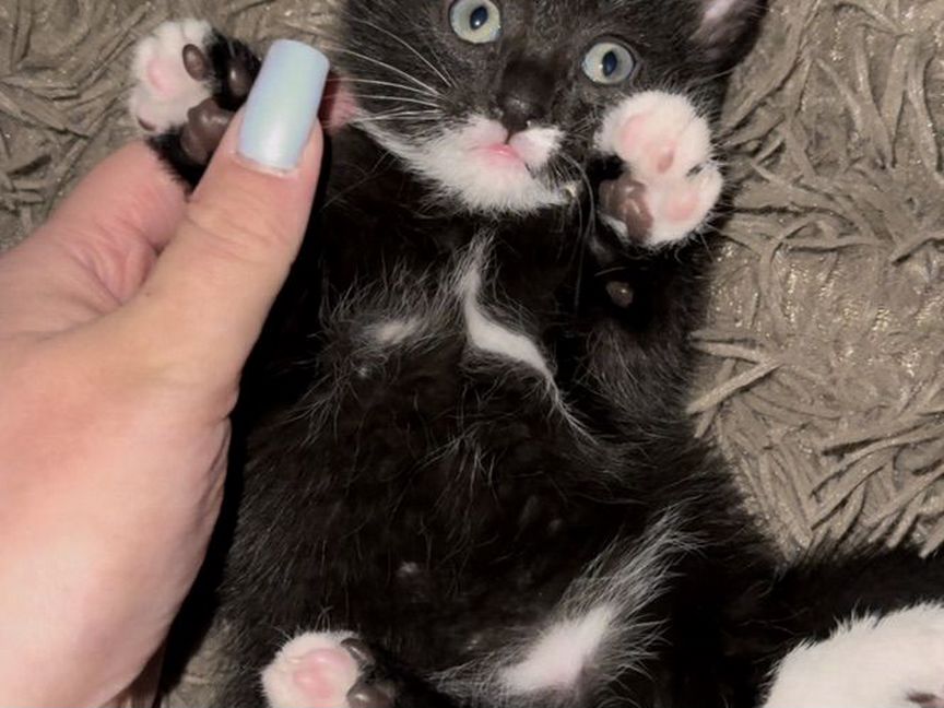 Котята 1,5 месяца