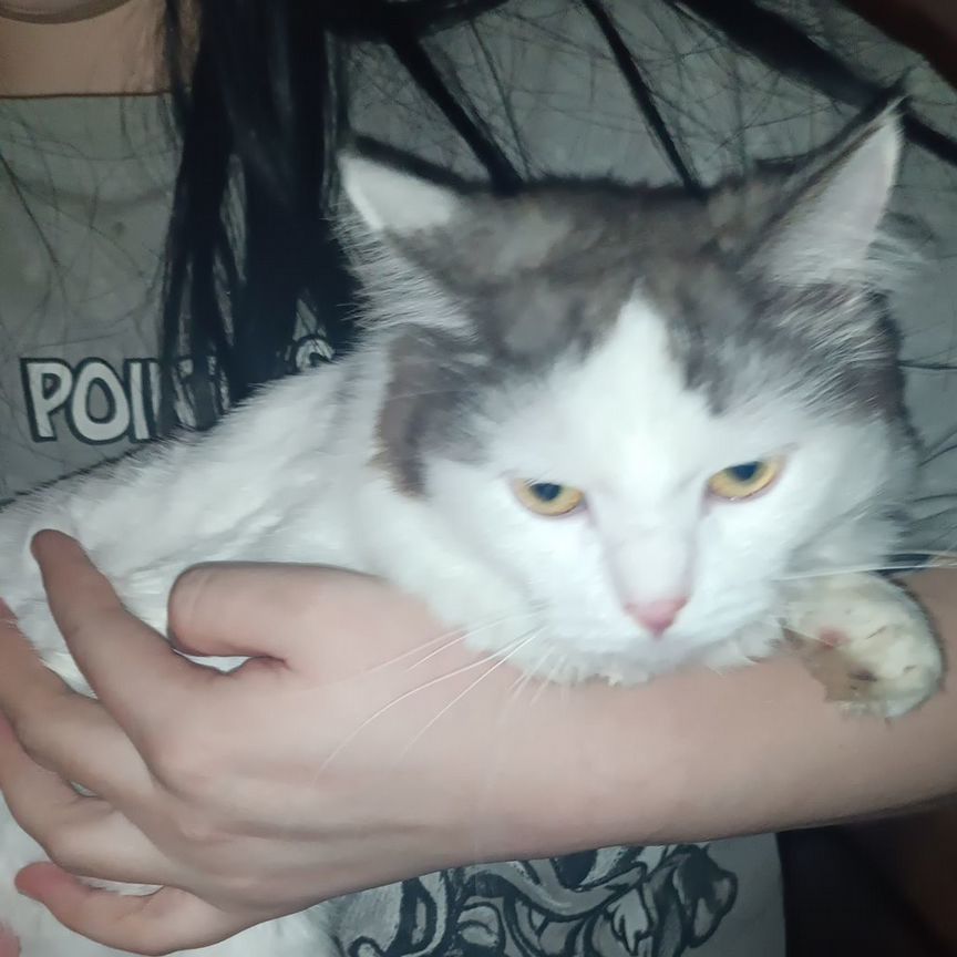 Взрослый кот в добрые руки