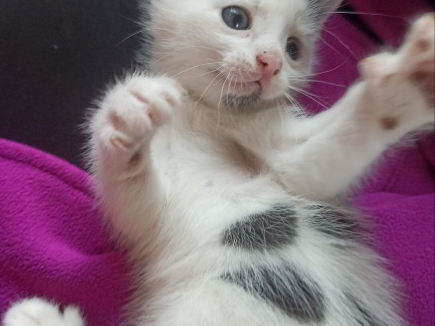 Американский кёрл котенок в добрые руки