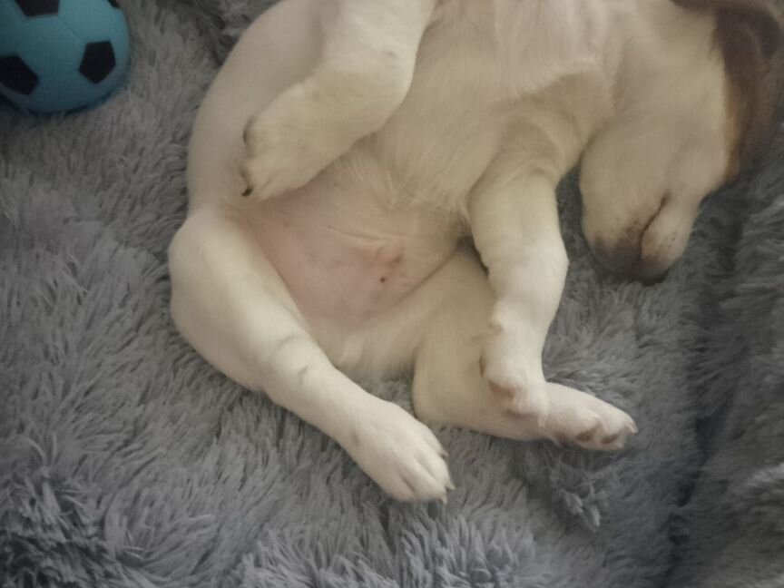 Щенки джек рассел терьер гладкошерстный