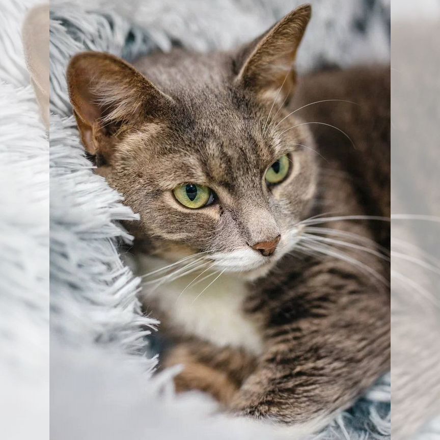 Взрослая, кошка в добрые руки