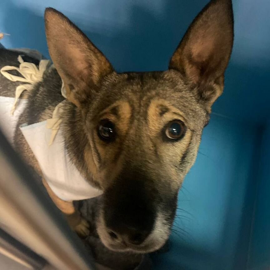 Милая собачка ищет дом, есть 5 дней