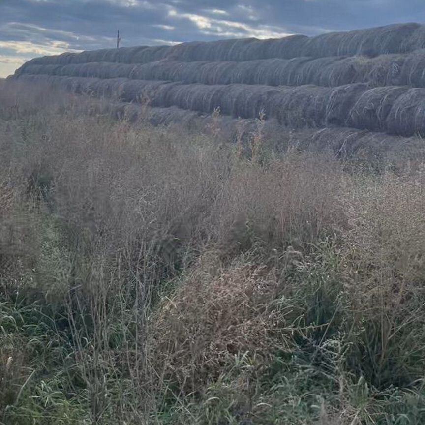 Сено костровое