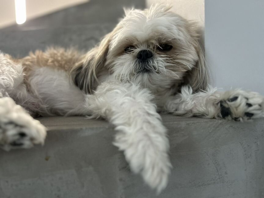 Ши-тцу вязка