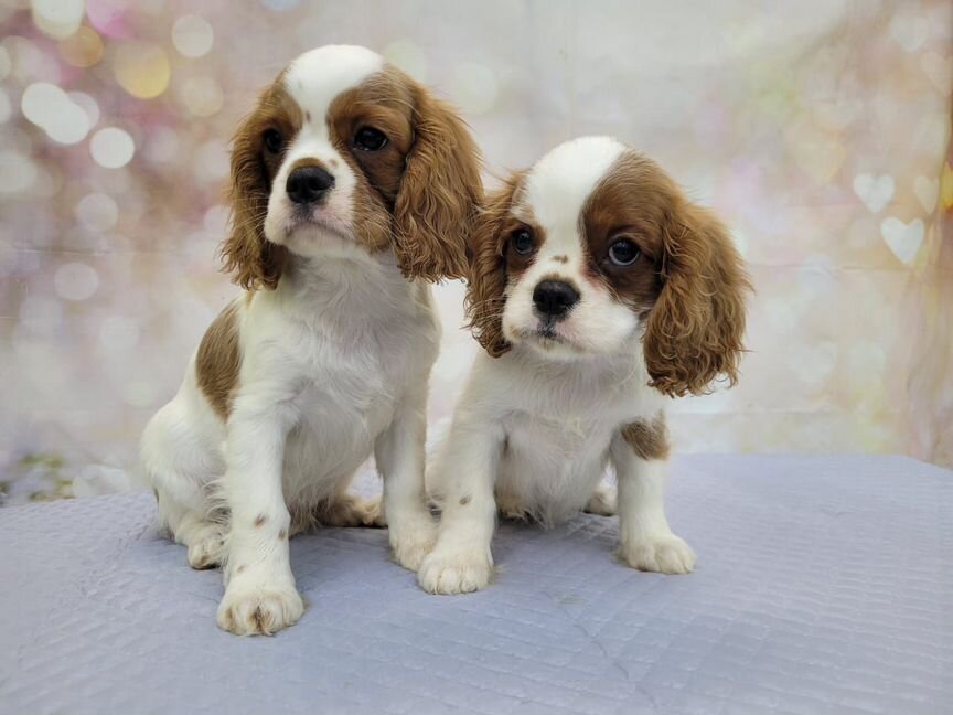 Две девочки кавалерочки